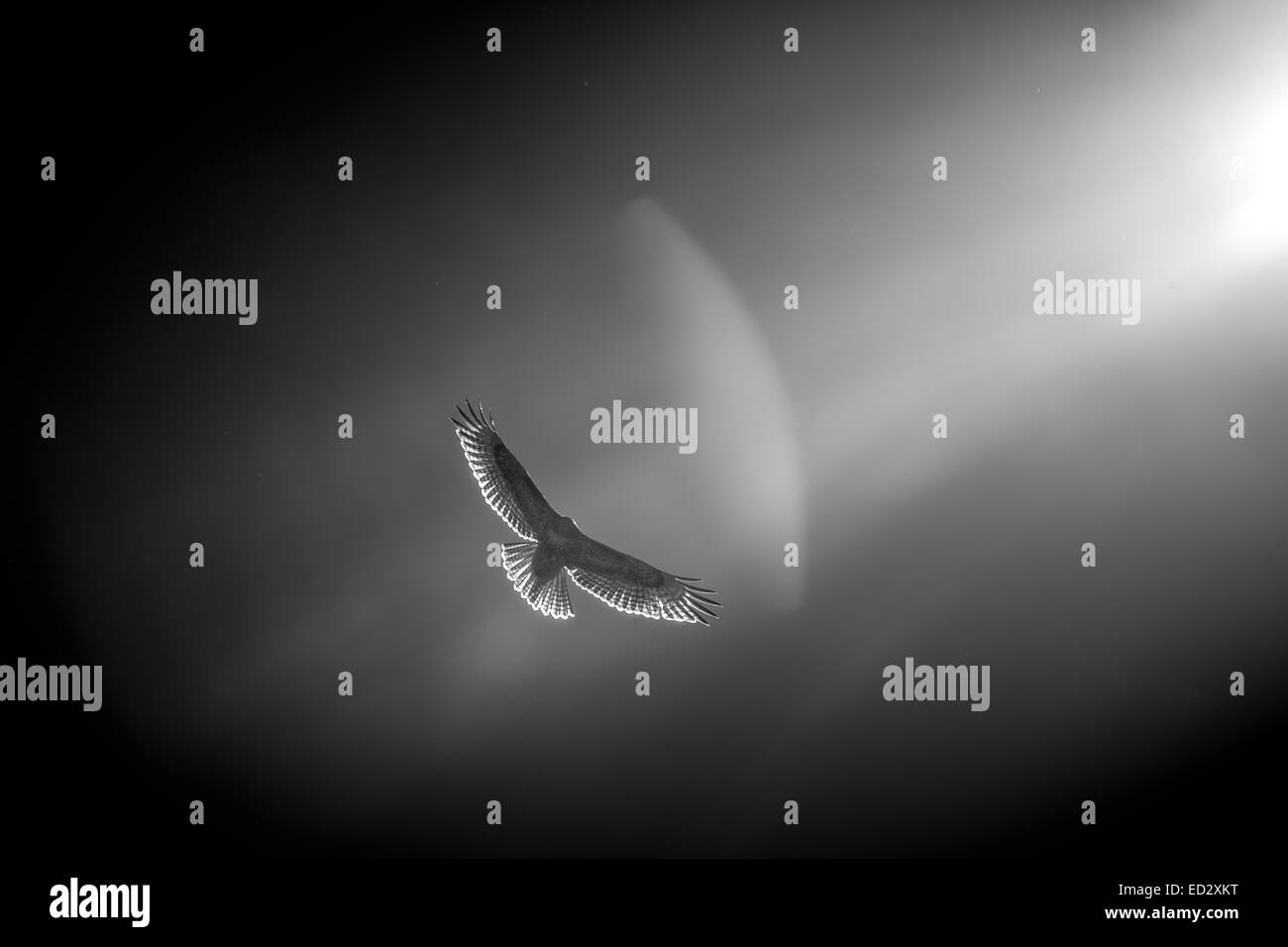 Hawk flying into the sun Stock Photo - Alamy