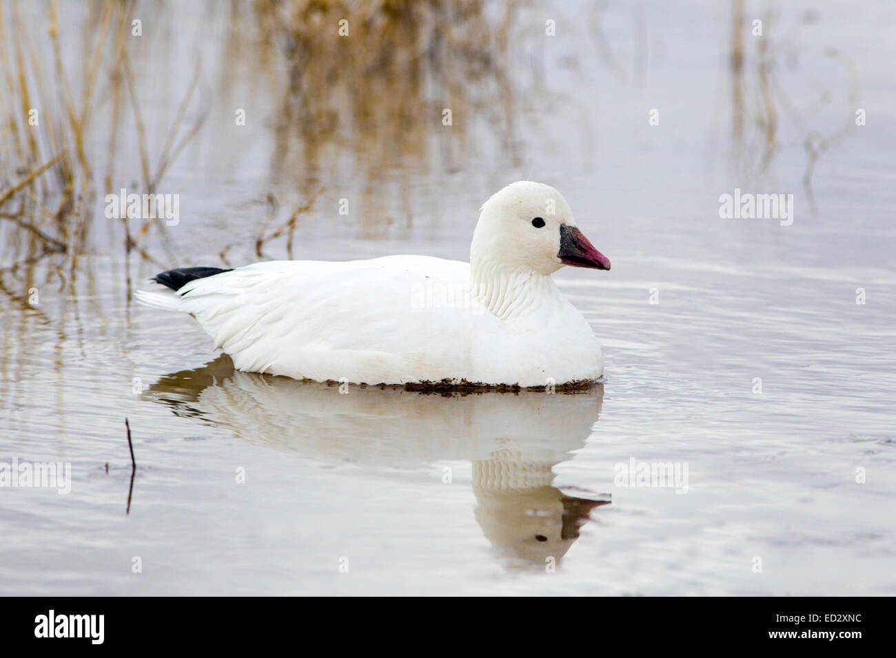 Ross' Goose Anser rossii Bosque del Apache National Widlife Refuge, New ...