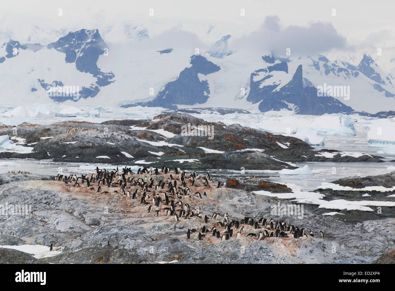 Adélie penguin (Pygoscelis adeliae) colony on Yalour Island, Antarctica ...