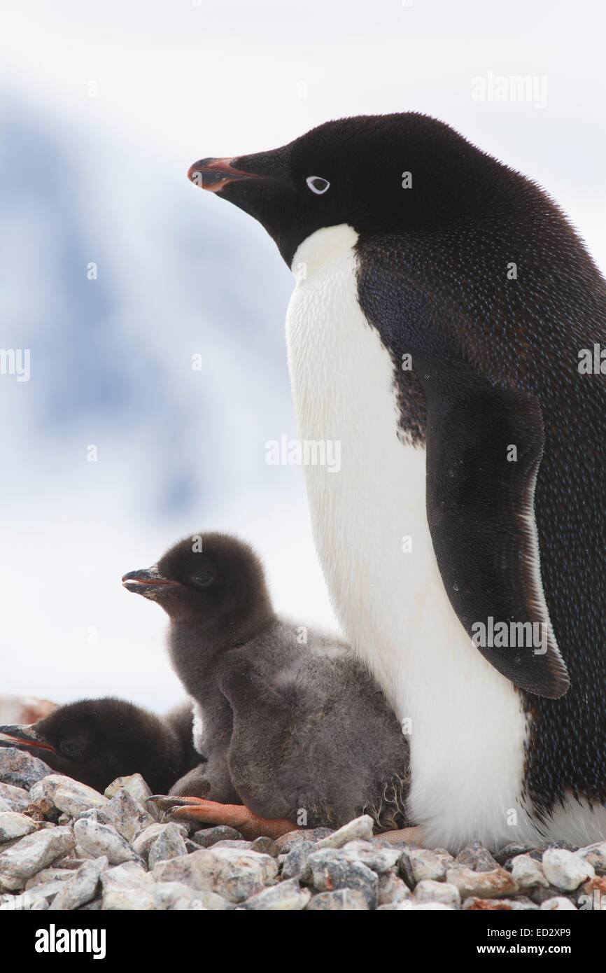 Adélie penguin (Pygoscelis adeliae) colony on Yalour Island, Antarctica ...