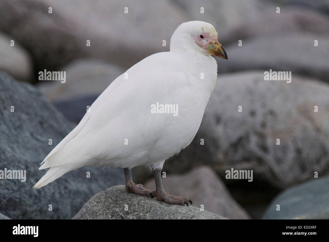 Snowy sheathbill (Chionis albus), Danco Island, Antarctica Stock Photo ...