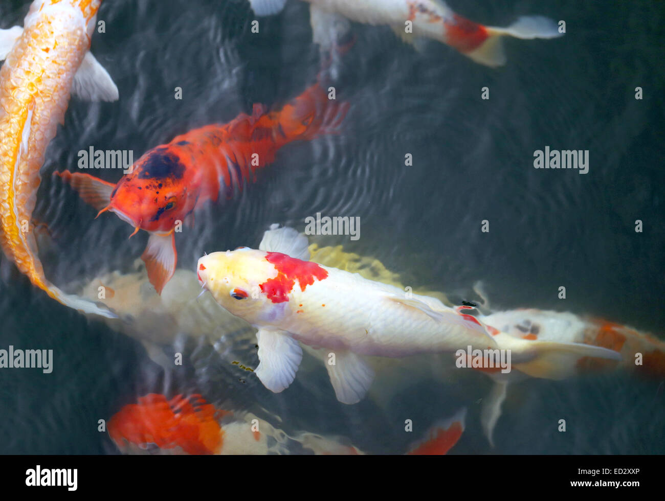 colorful fish carp in a pond in Thailand Stock Photo - Alamy