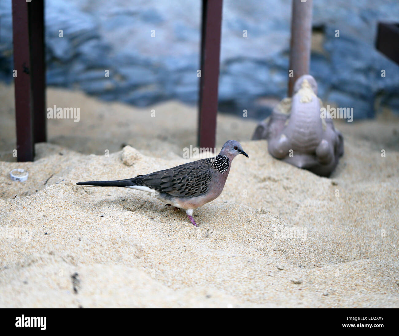 White dove and water hi-res stock photography and images - Alamy