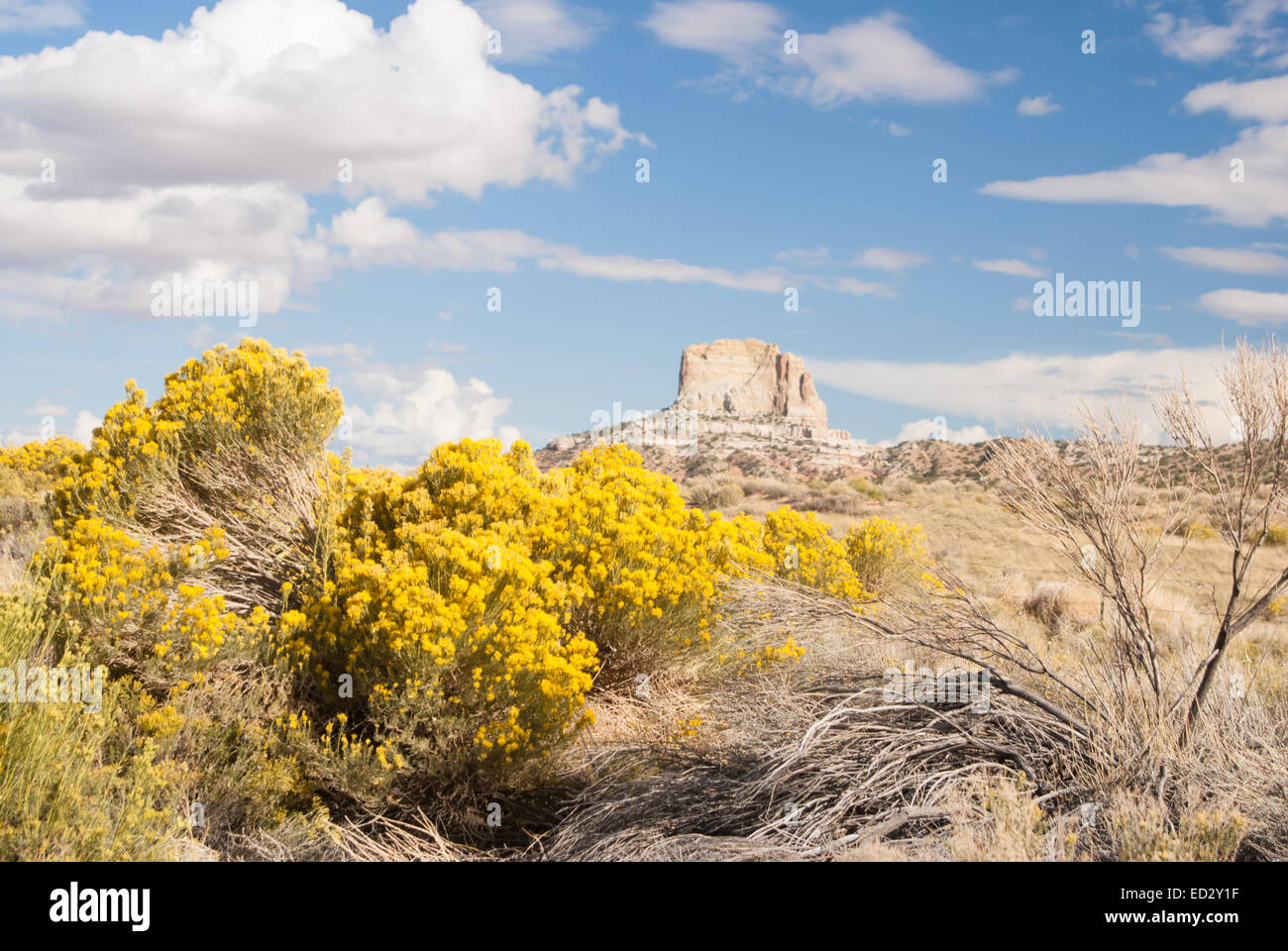 Fall season in the desert hi-res stock photography and images - Alamy