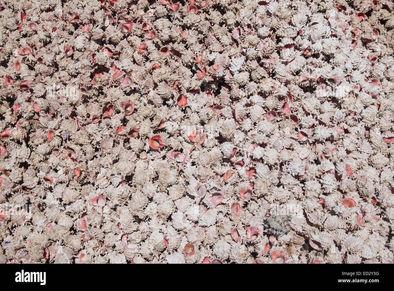 Many pink shells on a Mexican beach Stock Photo - Alamy