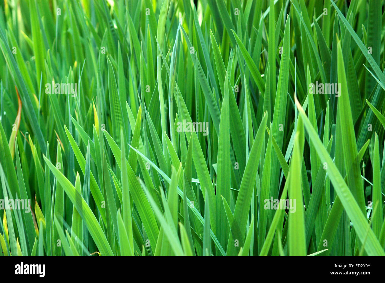 Lush Tall Green Grass Stock Photo - Alamy