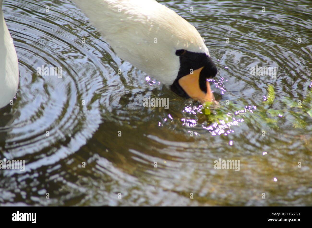 White swan drinking water Stock Photo - Alamy