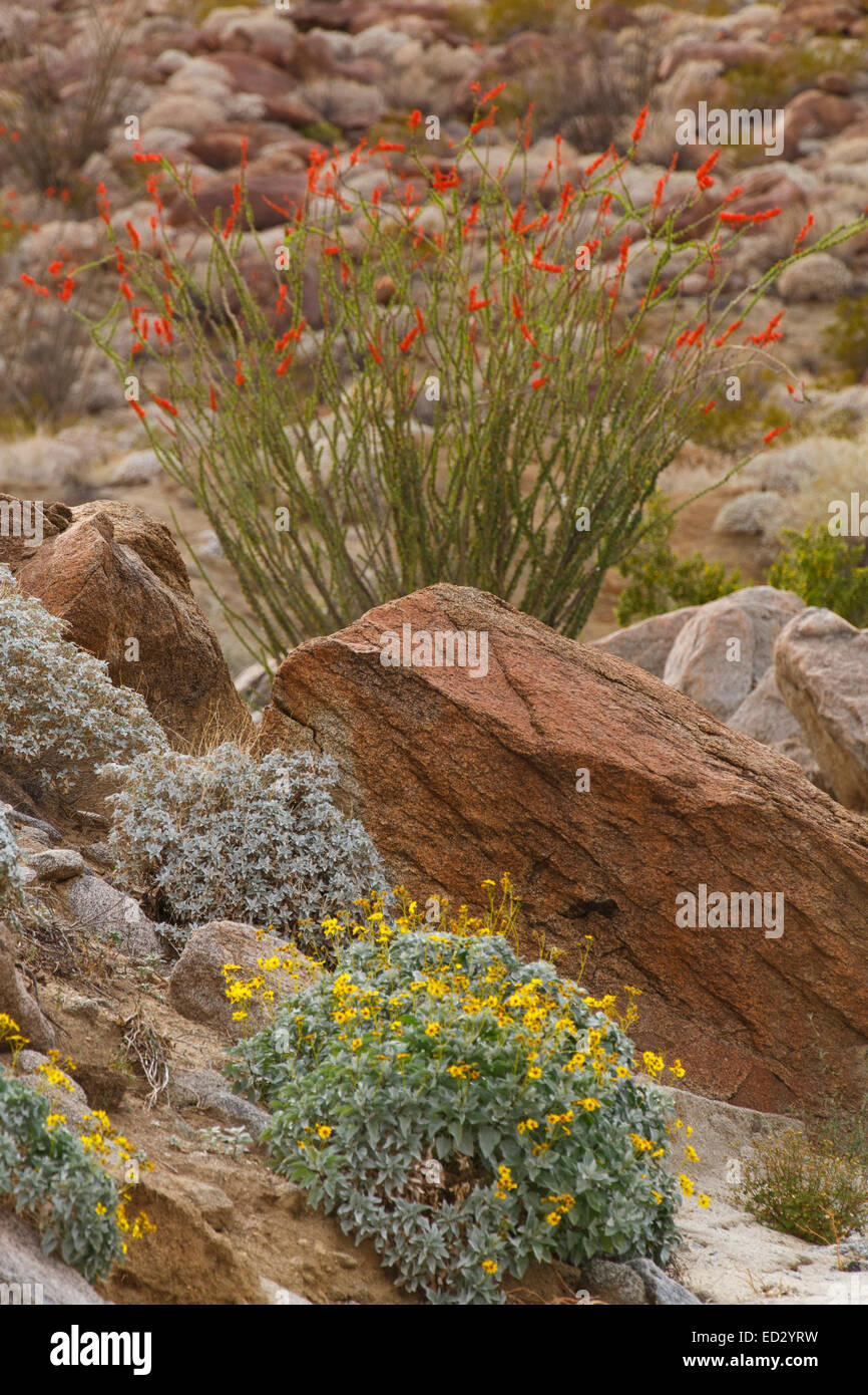 Anza-Borrego Desert State Park, California Stock Photo - Alamy