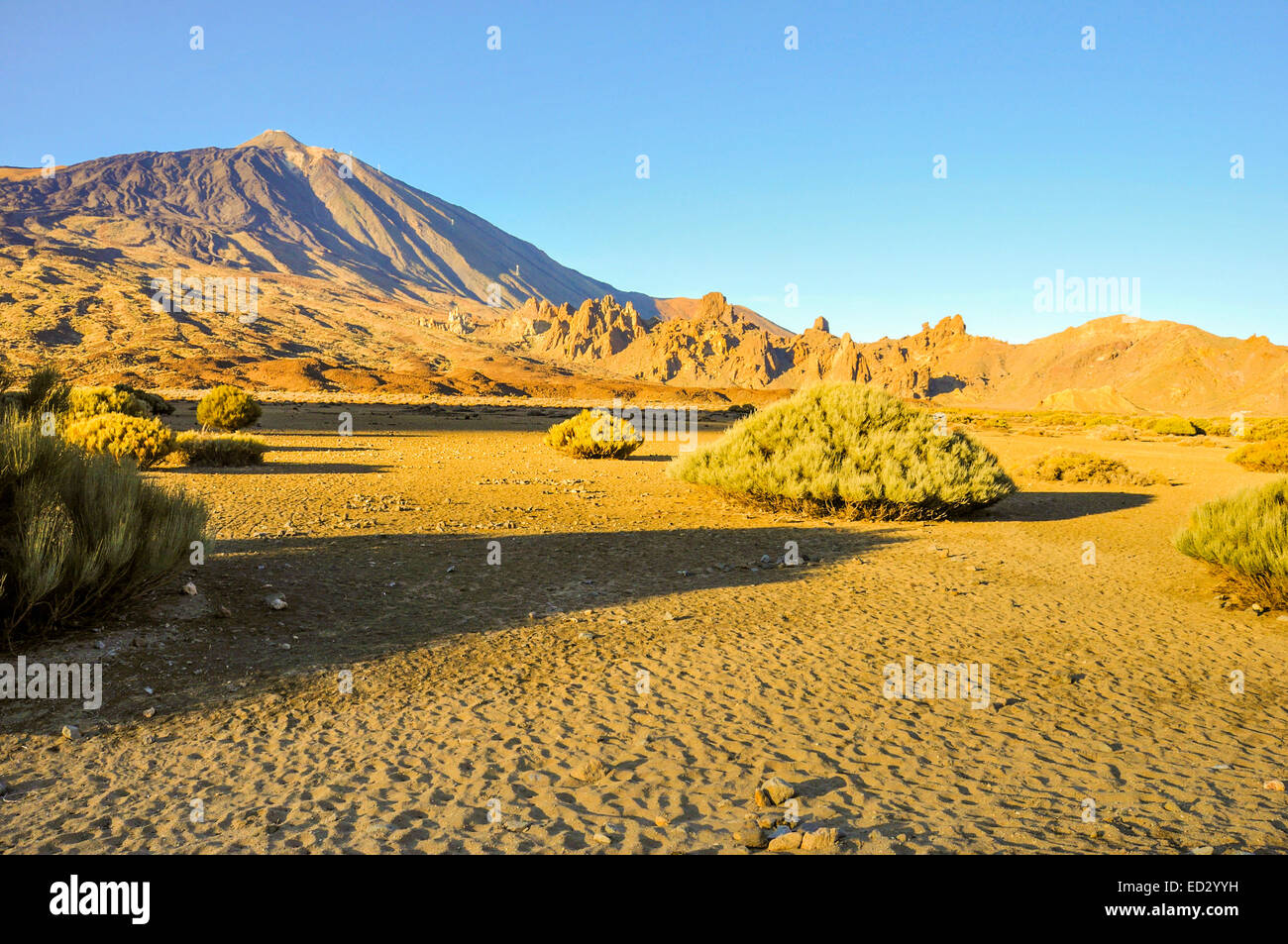 Teide broom hi-res stock photography and images - Alamy