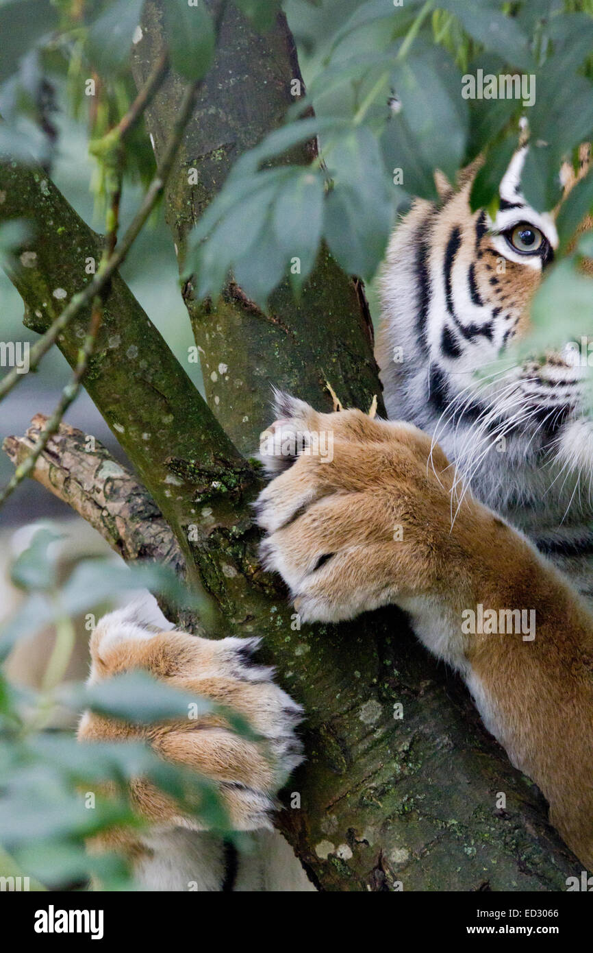 Tiger tree hi-res stock photography and images - Alamy