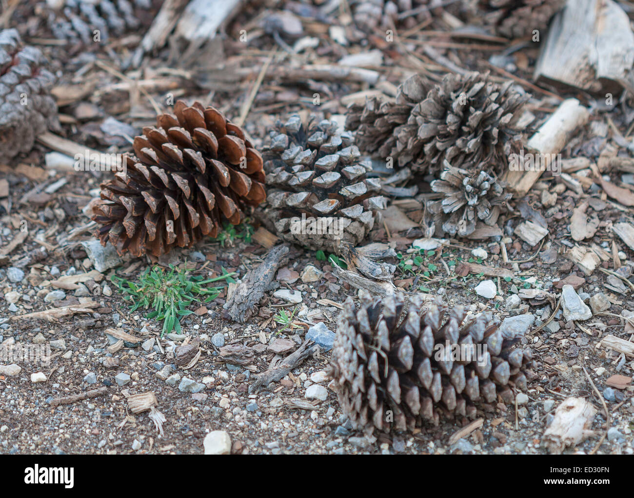 forest pine cones in natural surroundings closeup Stock Photo - Alamy