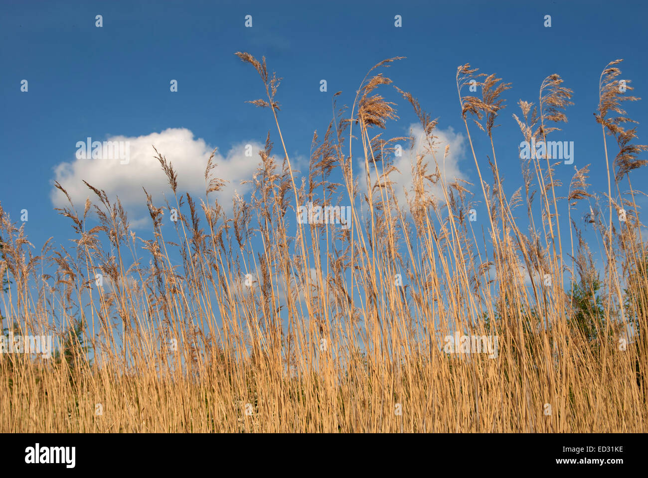 Field of reeds / grasses Stock Photo - Alamy