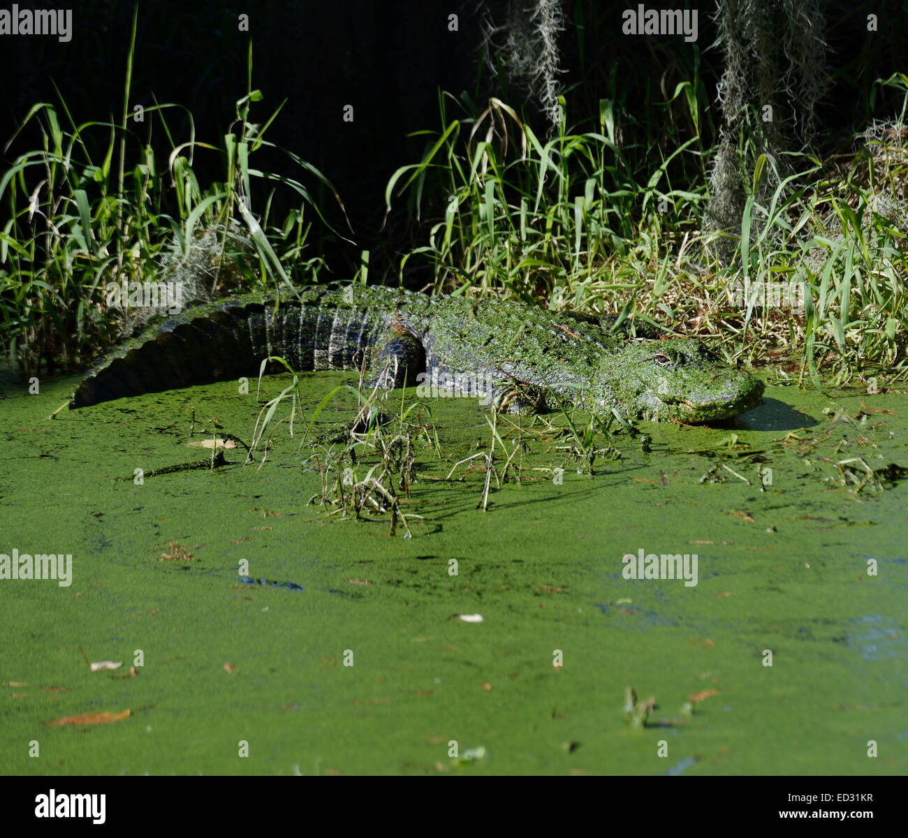 Alligator in mud hi-res stock photography and images - Alamy