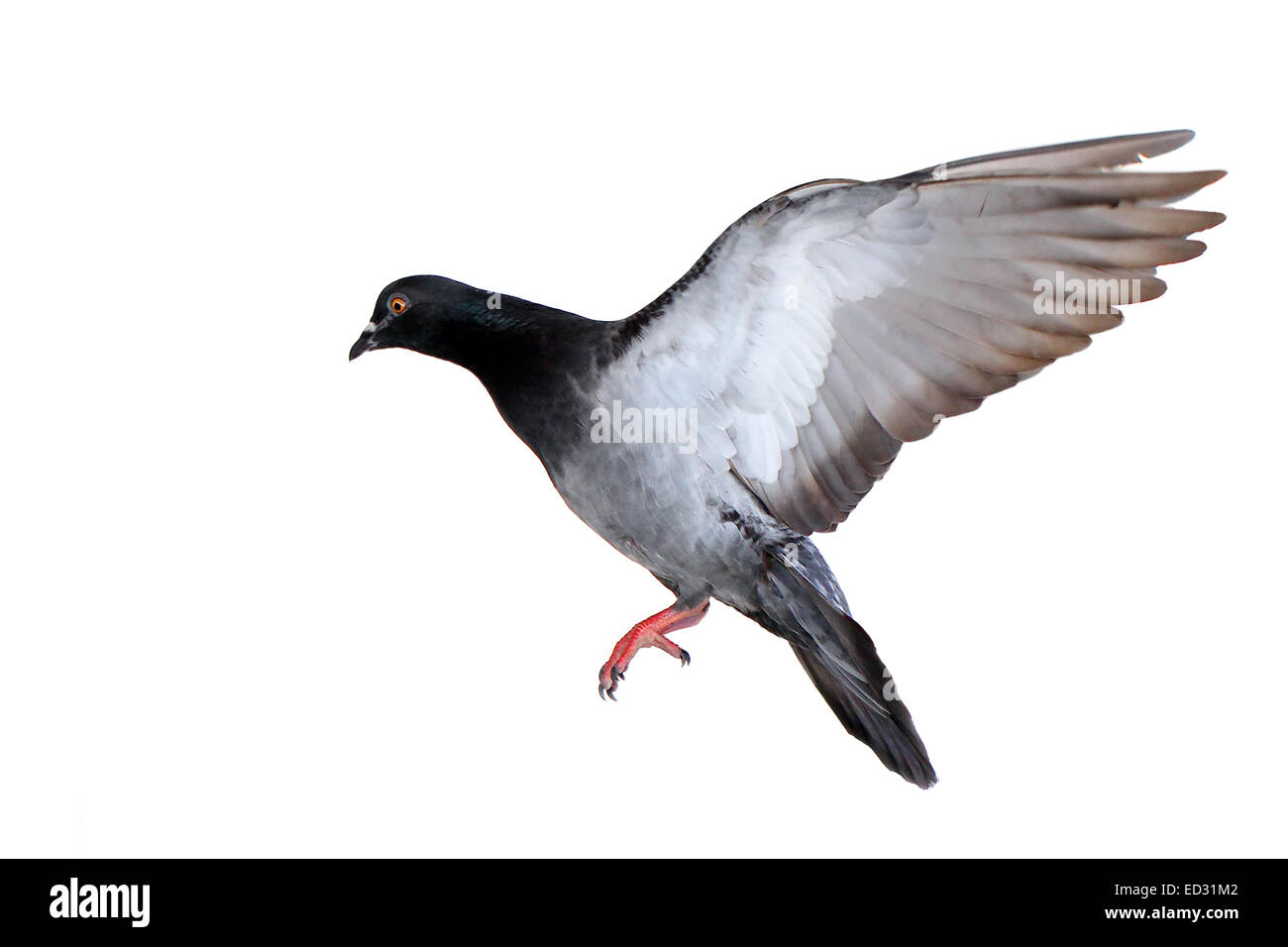 Flying pigeon Cut Out Stock Images & Pictures - Alamy