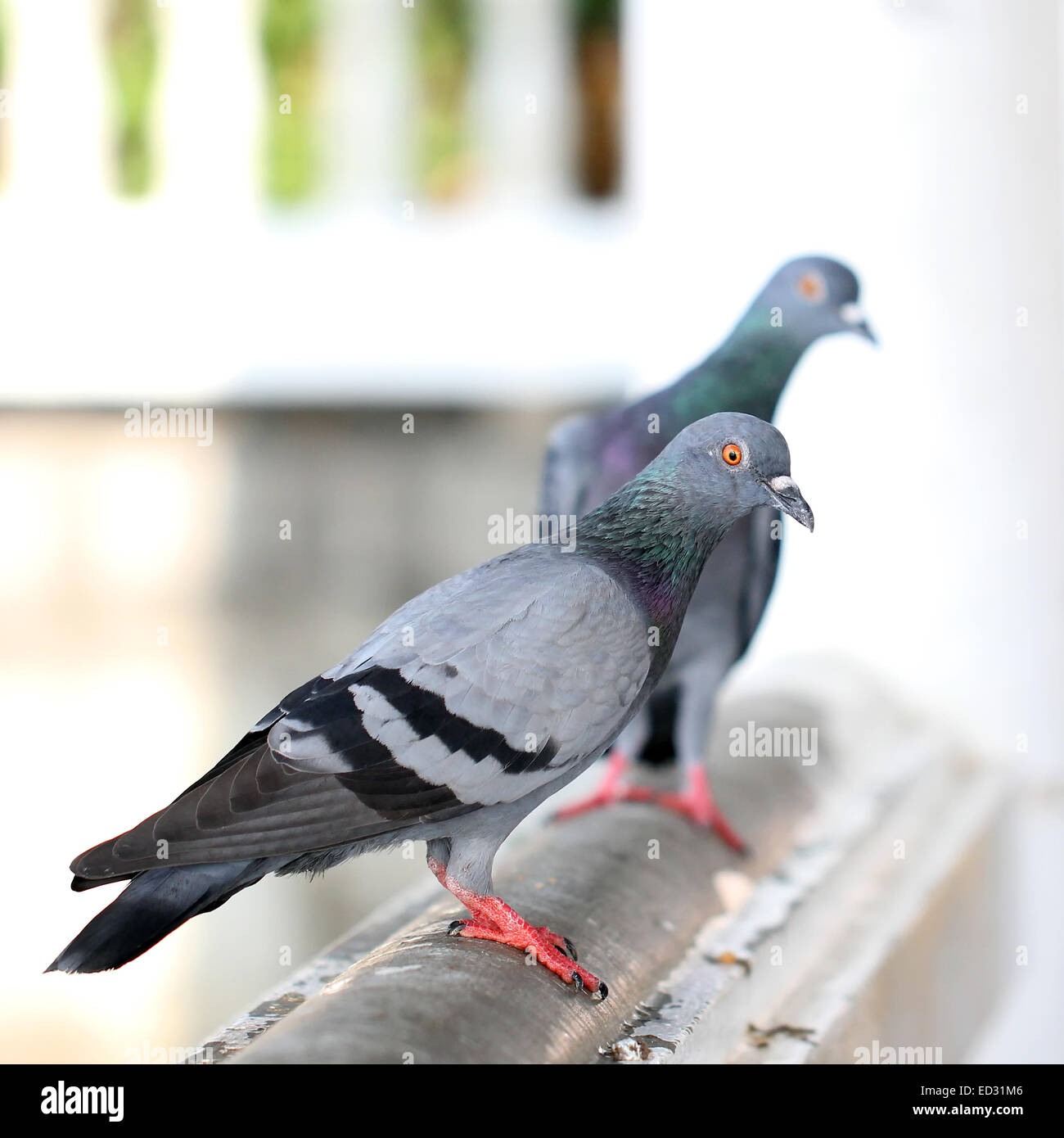 Closeup of the freedom pigeon Stock Photo - Alamy