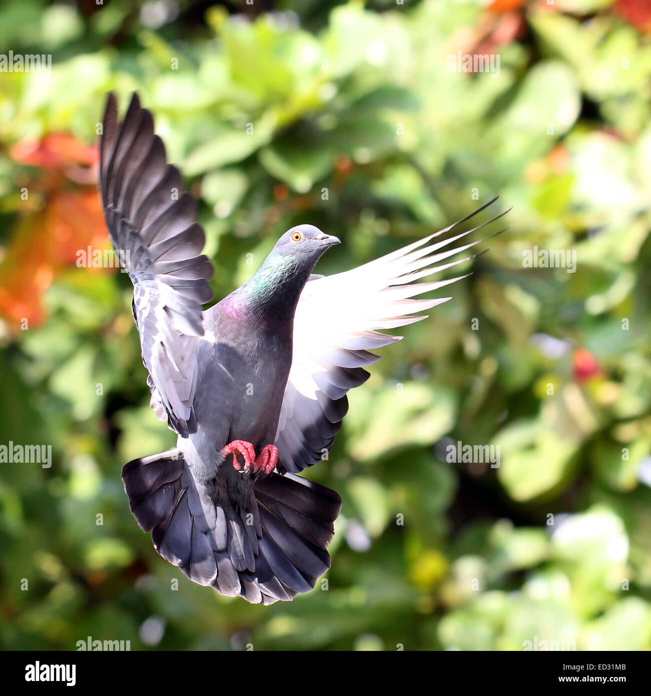 Flying pigeon in the natural Stock Photo - Alamy