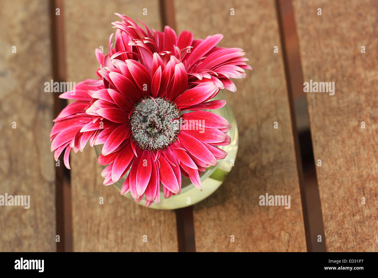 Barberton daisy hi-res stock photography and images - Alamy