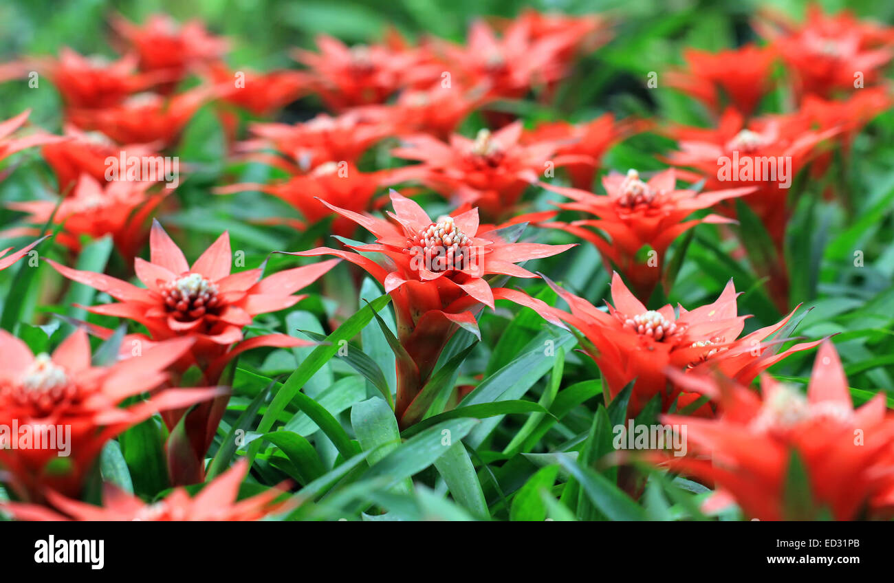 Beautiful guzmania magnifica flower hi-res stock photography and images ...