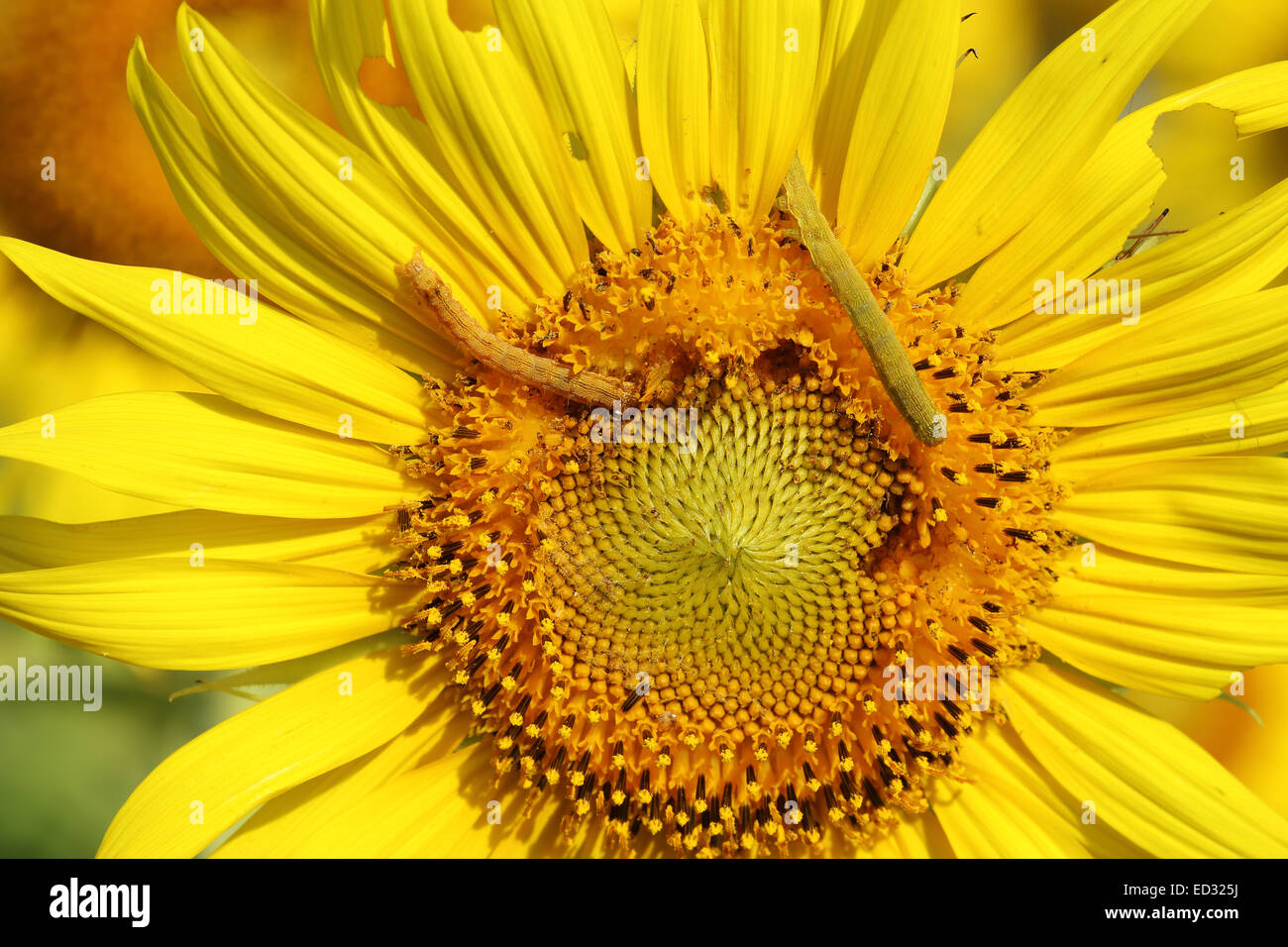 close up of caterpilla on sunflower pollen Stock Photo - Alamy