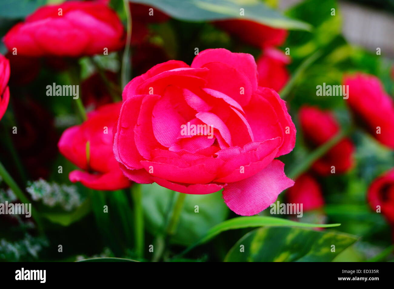 Chinese rose hi-res stock photography and images - Alamy