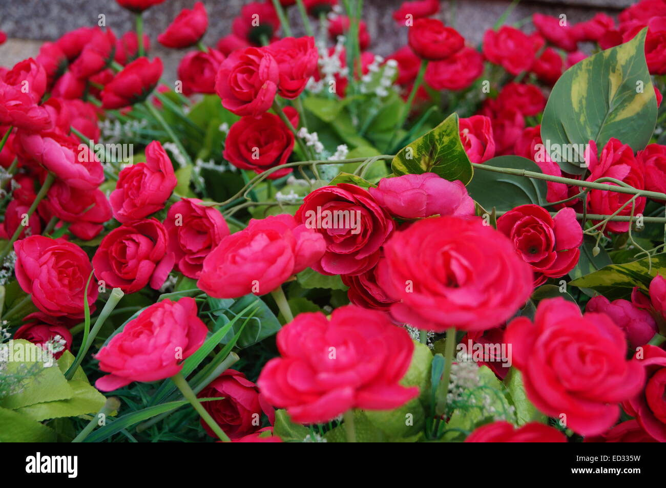 Chinese rose hi-res stock photography and images - Alamy