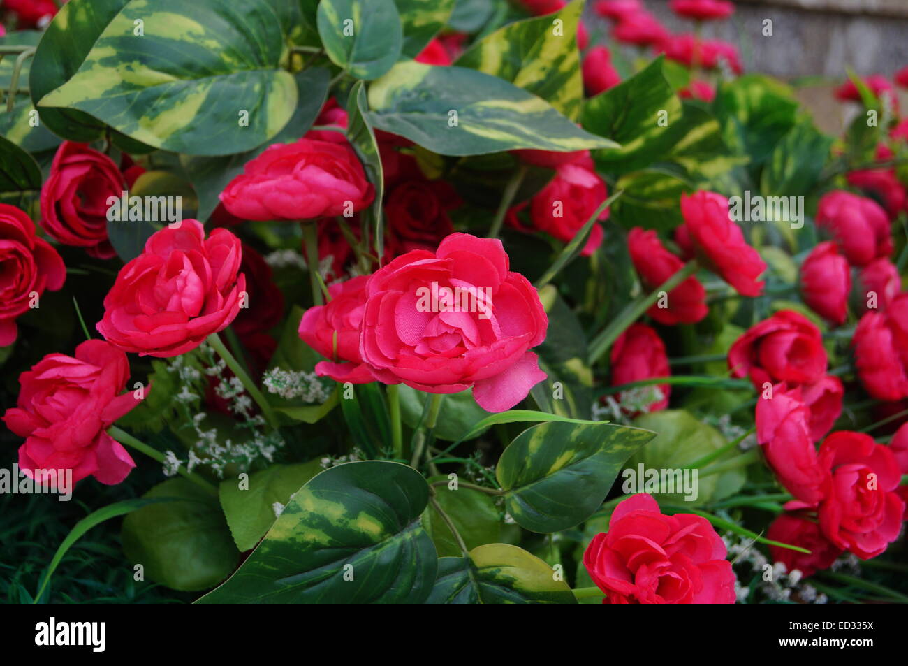 Chinese rose hi-res stock photography and images - Alamy