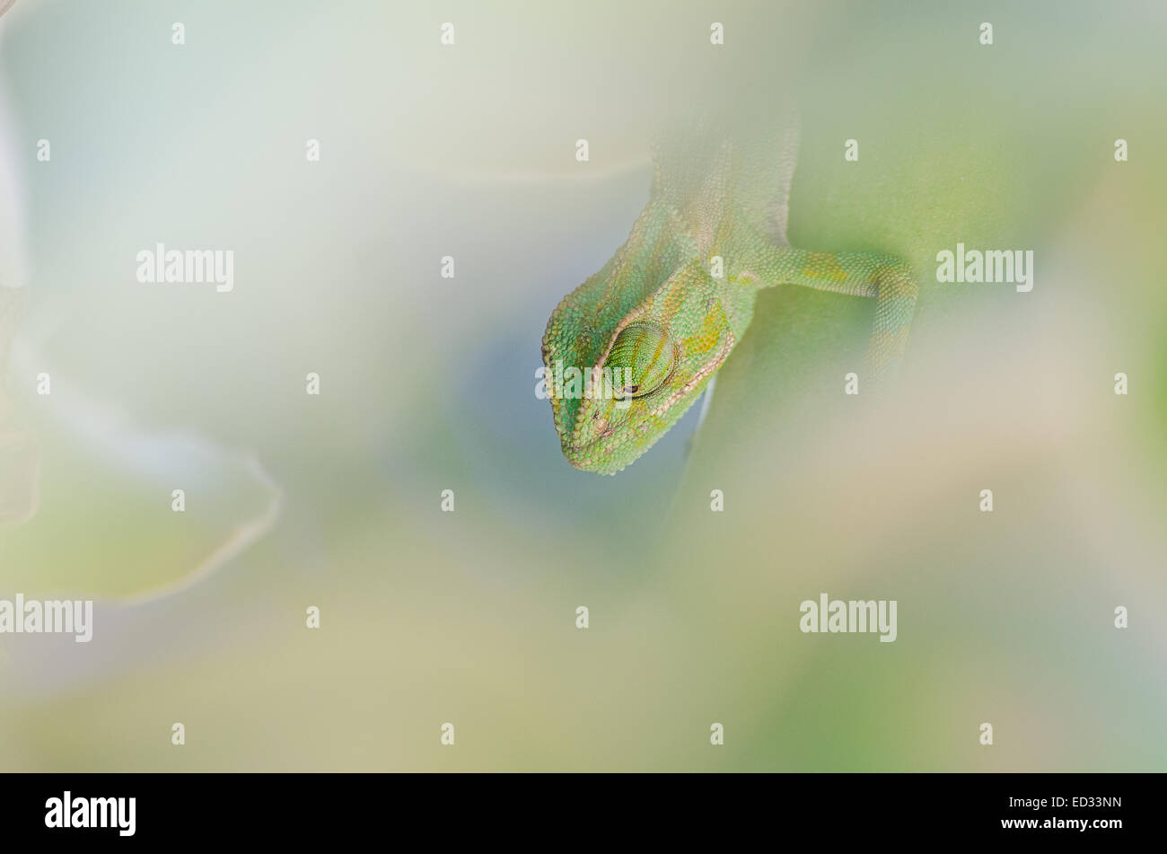 Mediterranean Chameleon (Chamaeleo chamaeleon) in Malta Stock Photo - Alamy