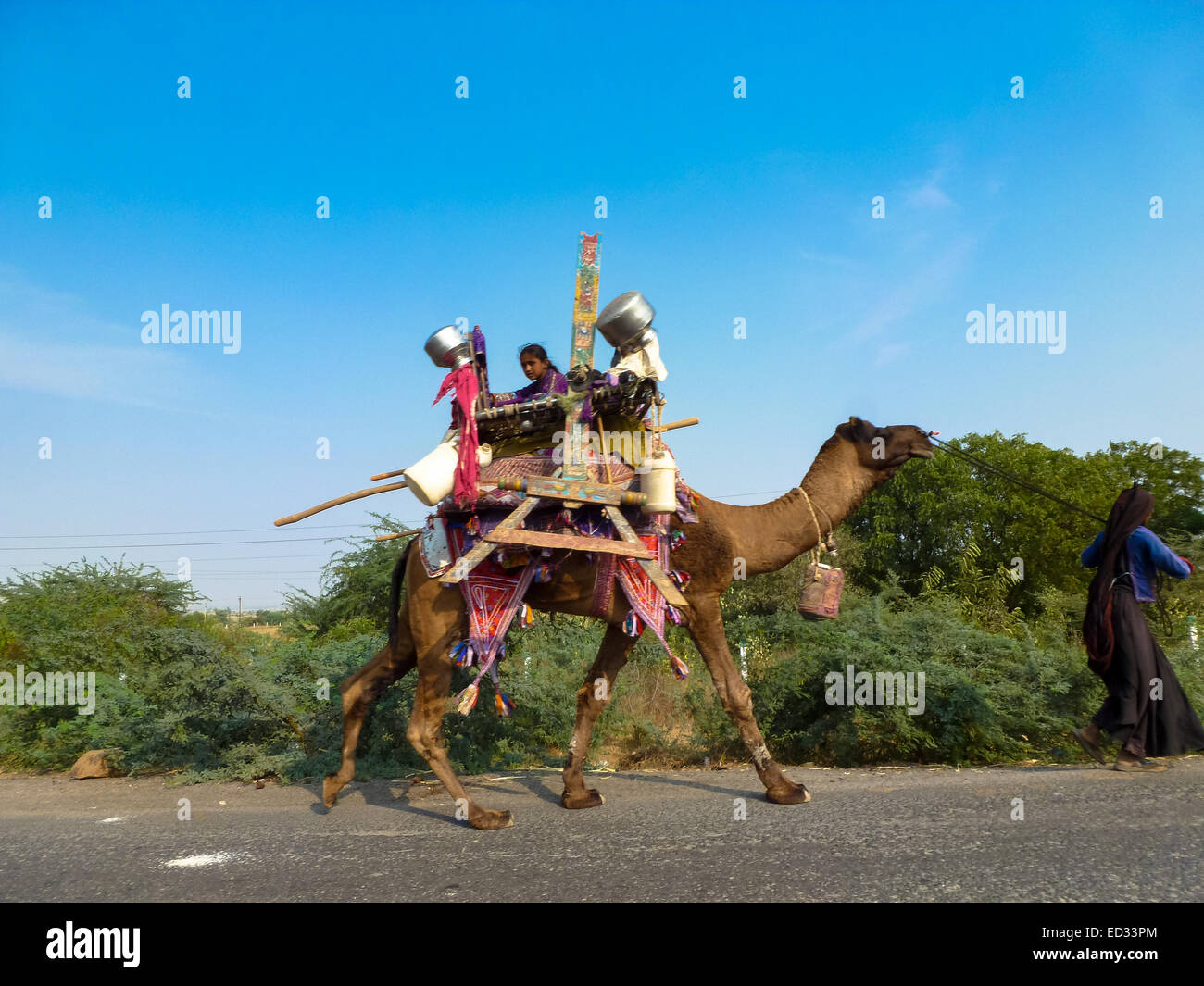 Gujarat camel hi-res stock photography and images - Alamy