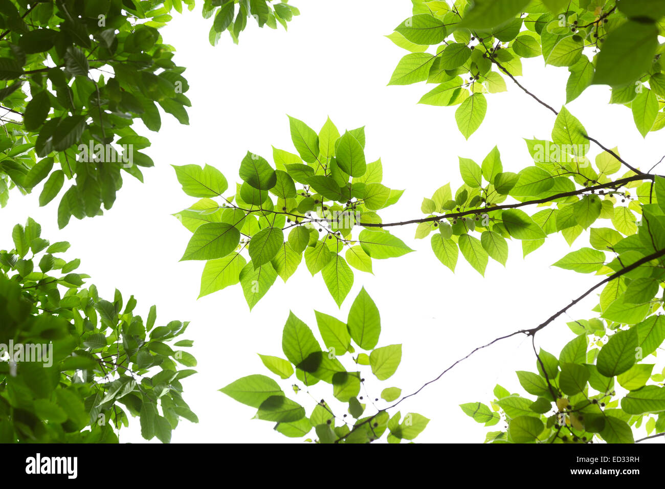 Beech leaves on white background Stock Photo - Alamy