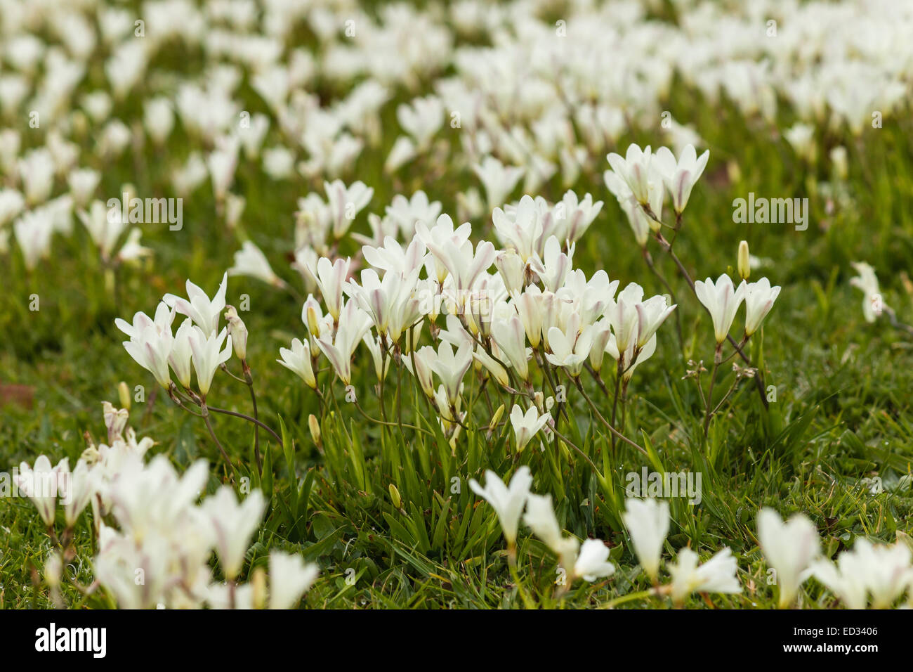 field of white freesia flowers Stock Photo - Alamy