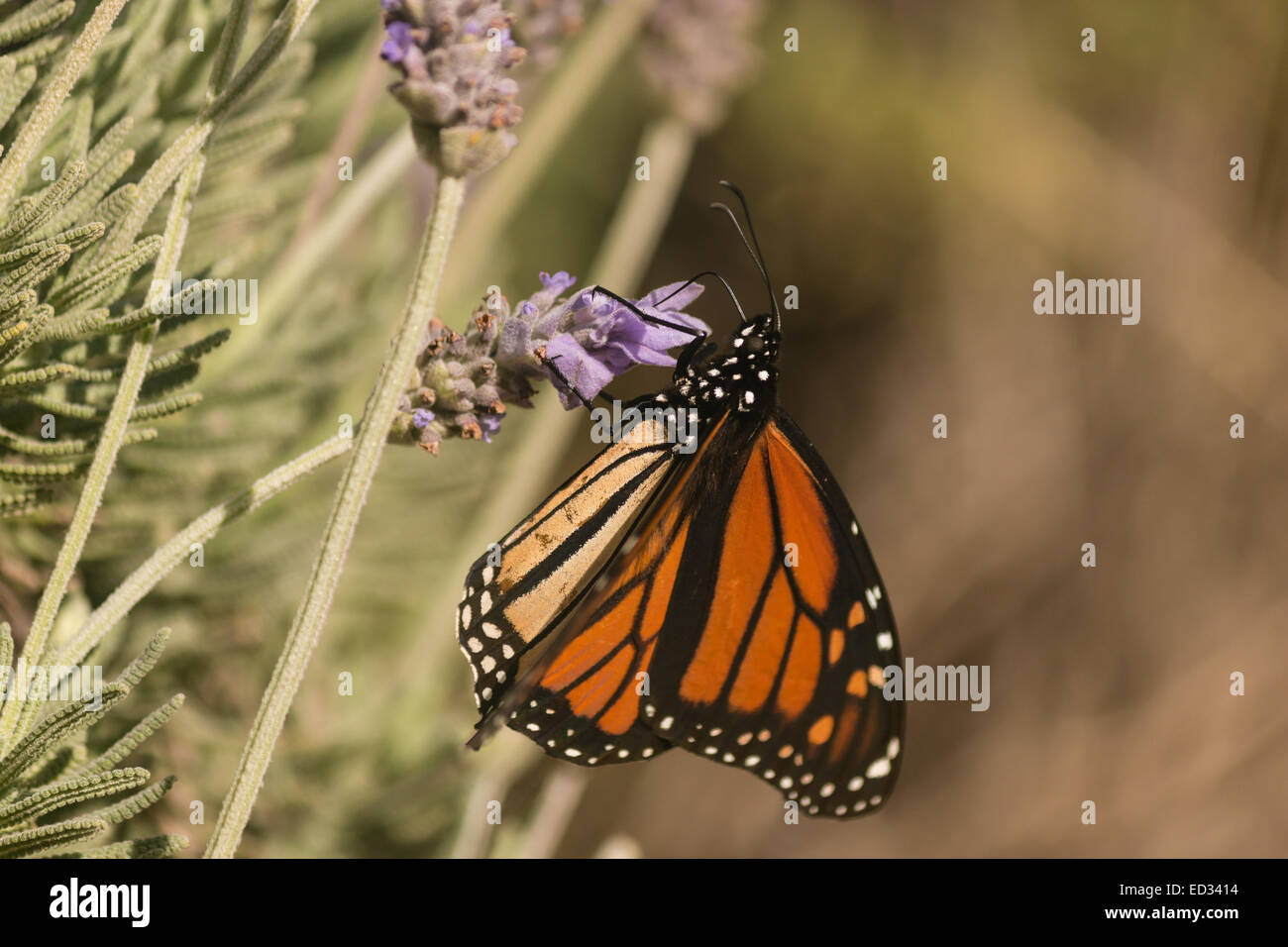 Monarch butterfly on lavender Stock Photo - Alamy