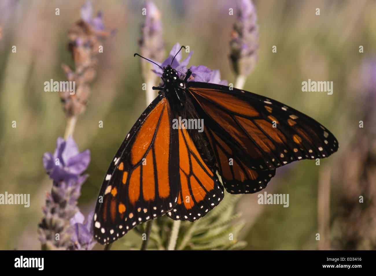 detail of Monarch butterfly on lavender flower Stock Photo - Alamy