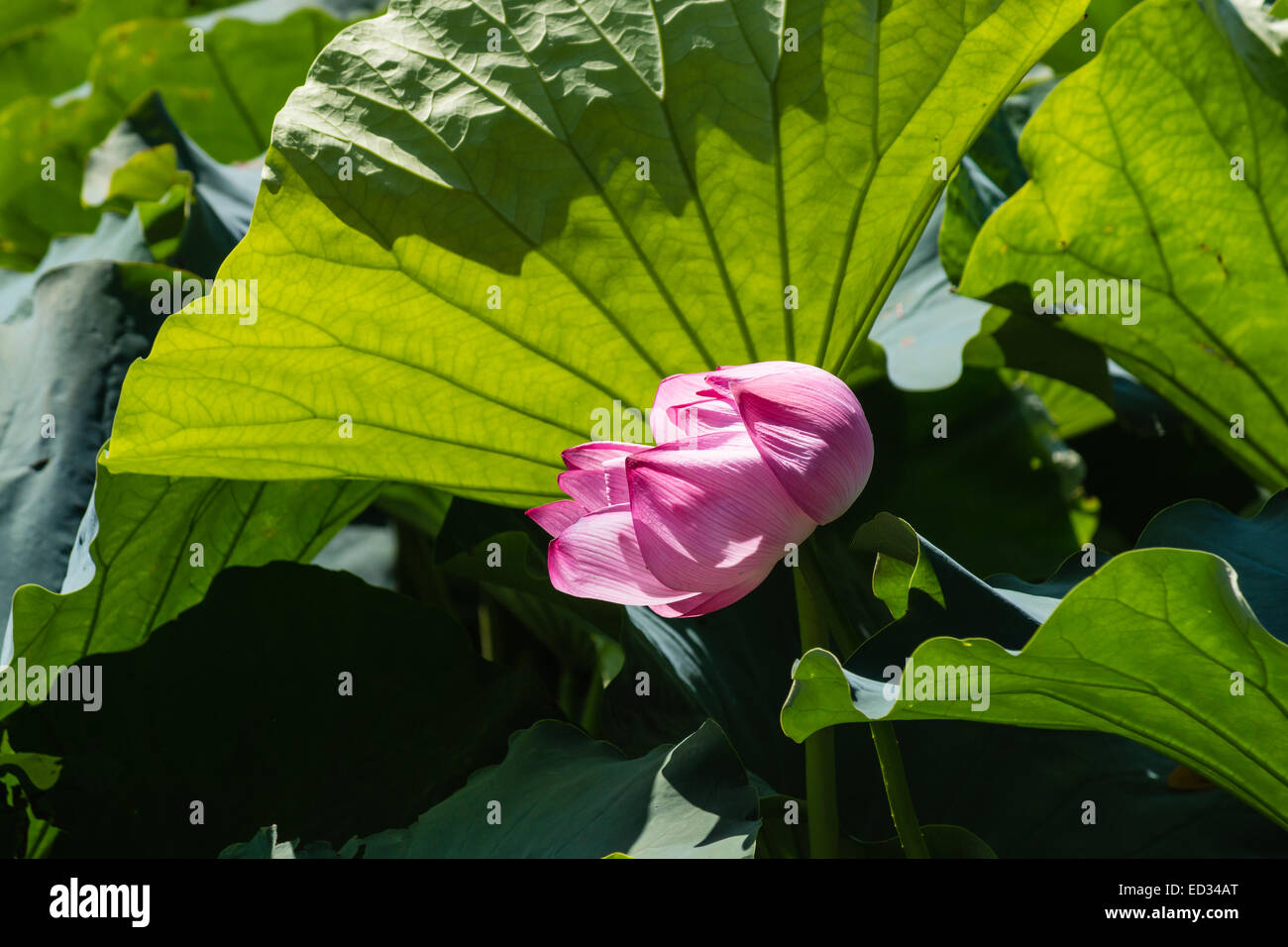 detail of nelumbo nucifera flower Stock Photo - Alamy