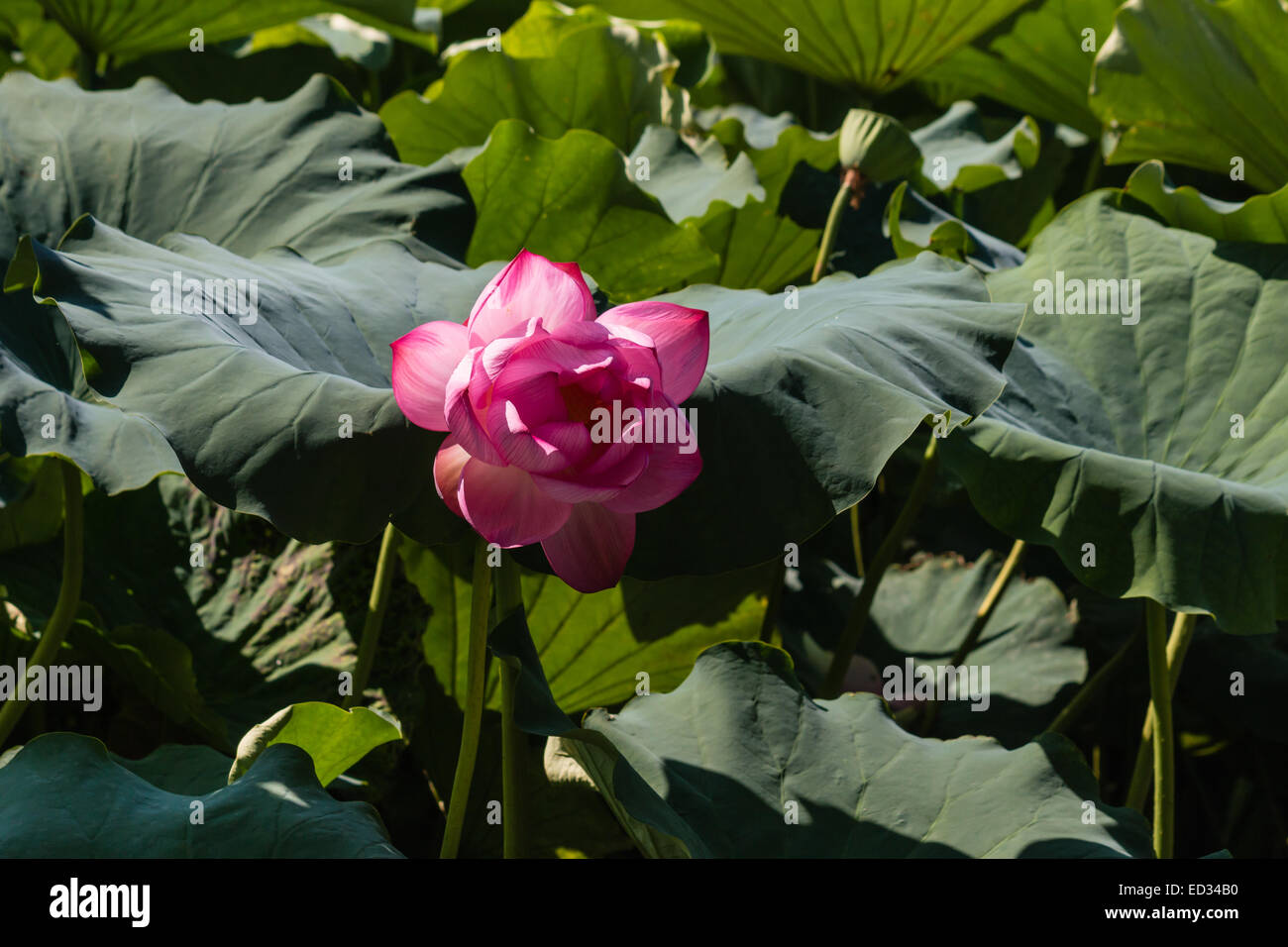 Symbolic lotus flower hi-res stock photography and images - Alamy