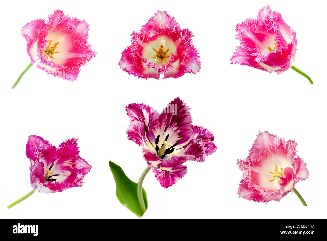 fringed pink tulips 'Fancy Frills ' isolated on white background ...