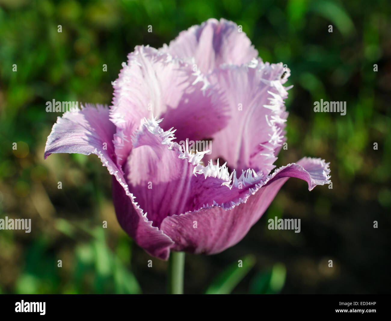 Fringed tulips 'Blue Heron' in the garden Stock Photo - Alamy