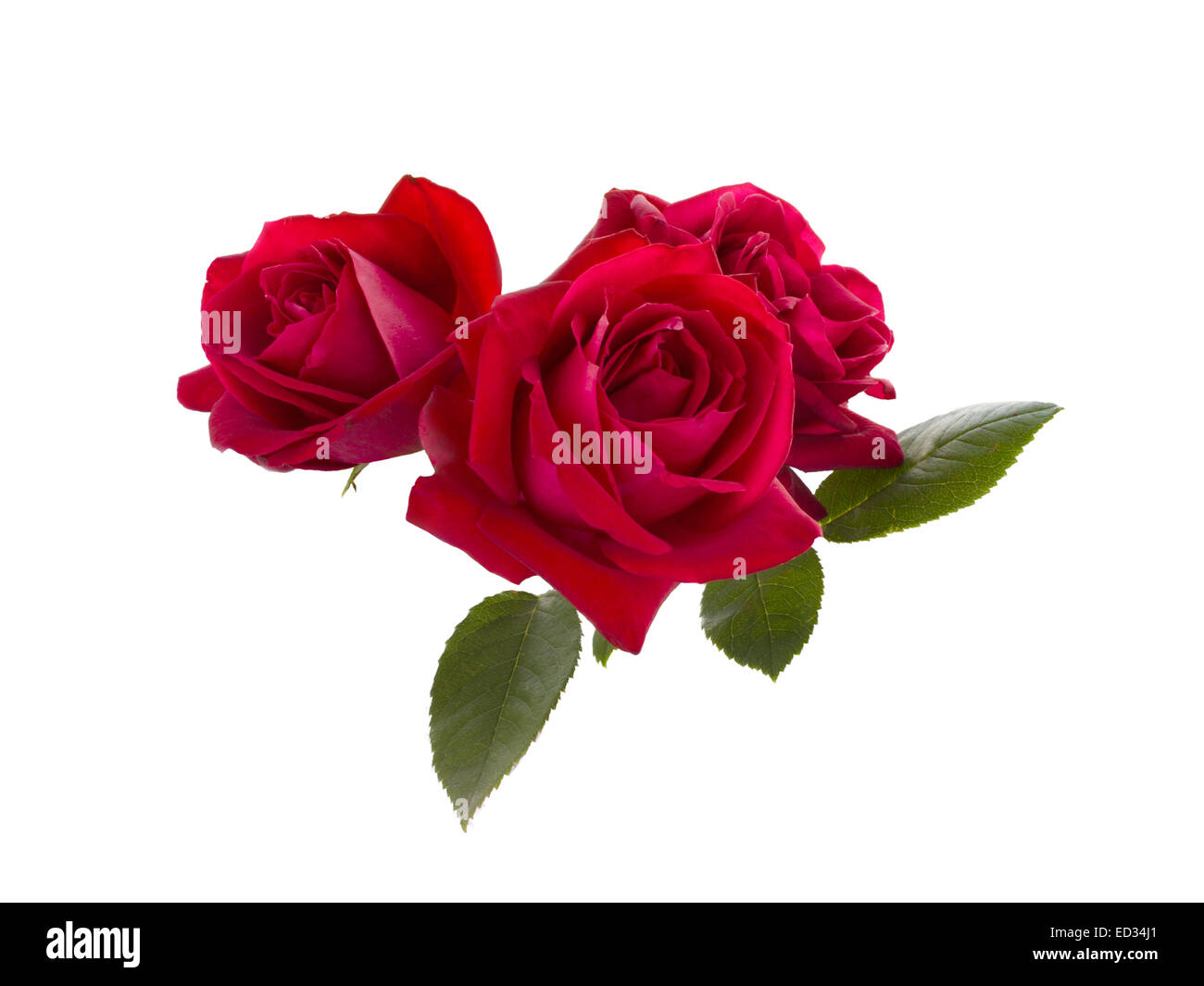 Bouquet of Red Roses isolated on white background Stock Photo - Alamy