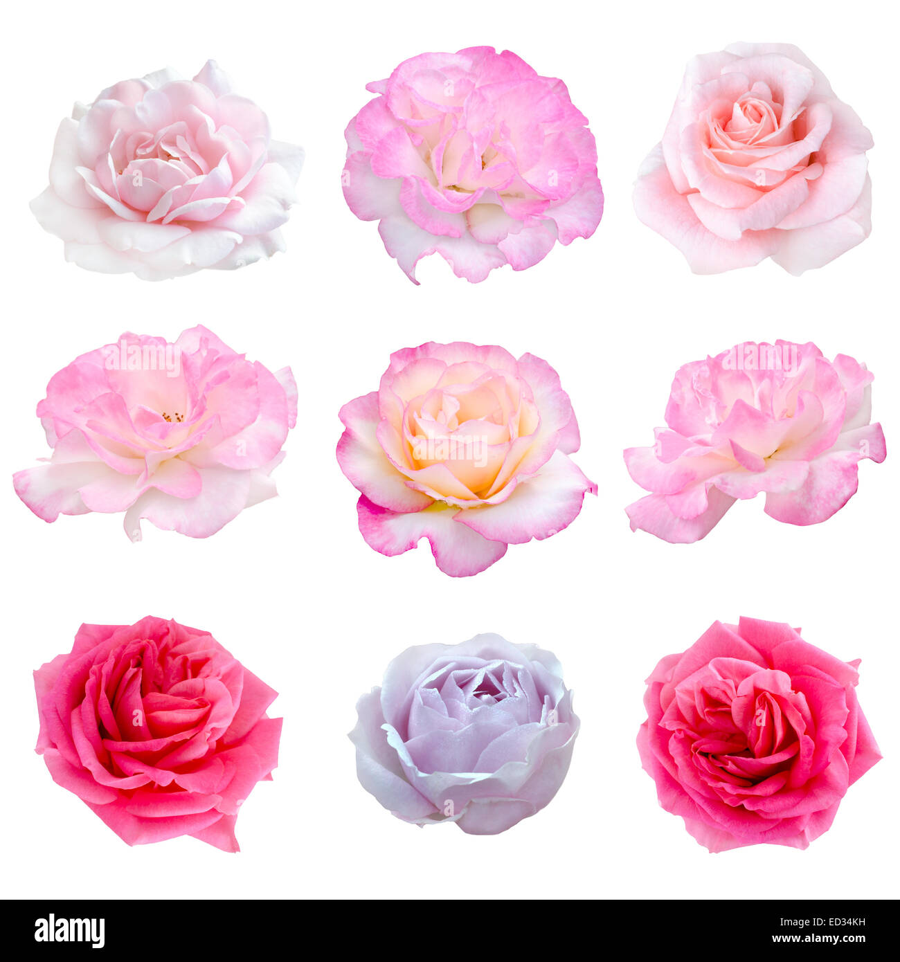 collage of eight red roses Stock Photo - Alamy