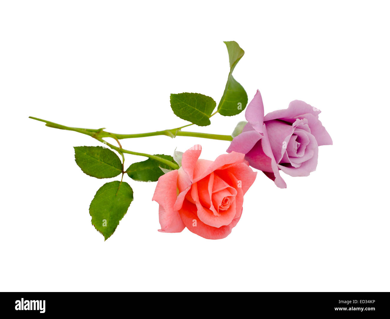 pink and blue roses are on a white background Stock Photo - Alamy