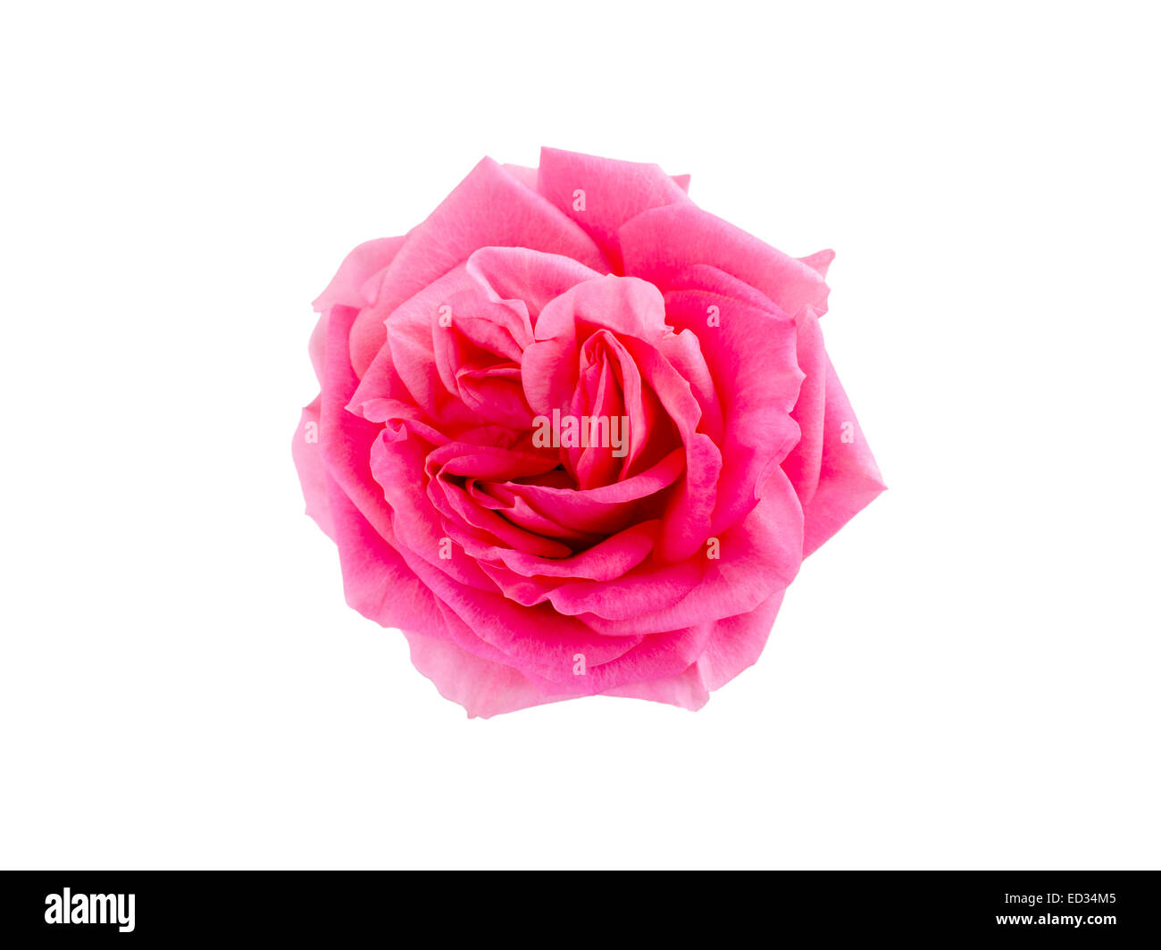beautiful pink rose isolated on white background Stock Photo - Alamy