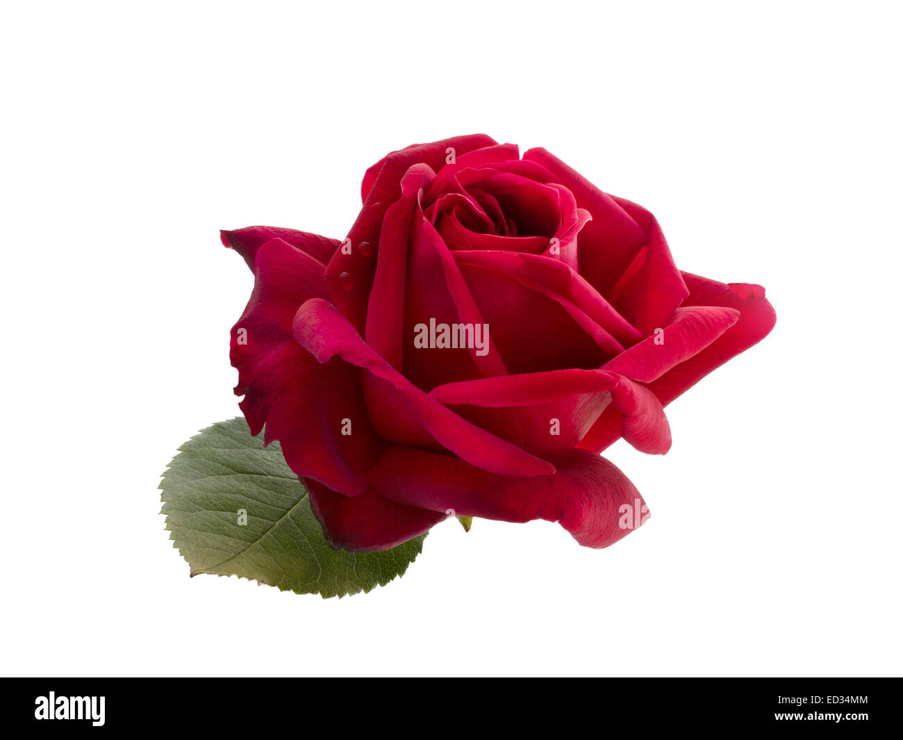 Single Red Rose isolated on white background Stock Photo - Alamy