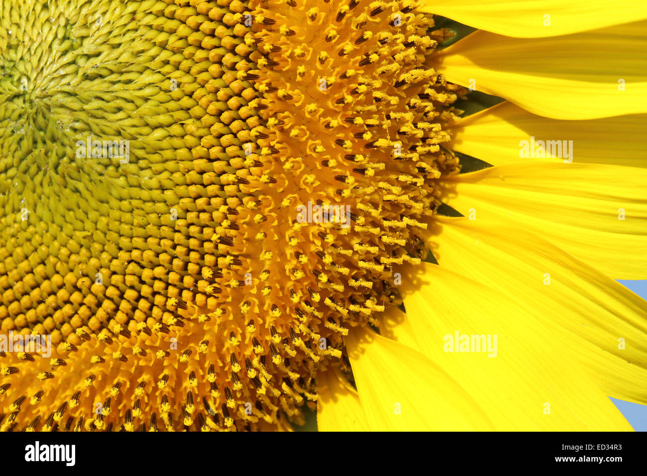 Close sunflower hi-res stock photography and images - Alamy