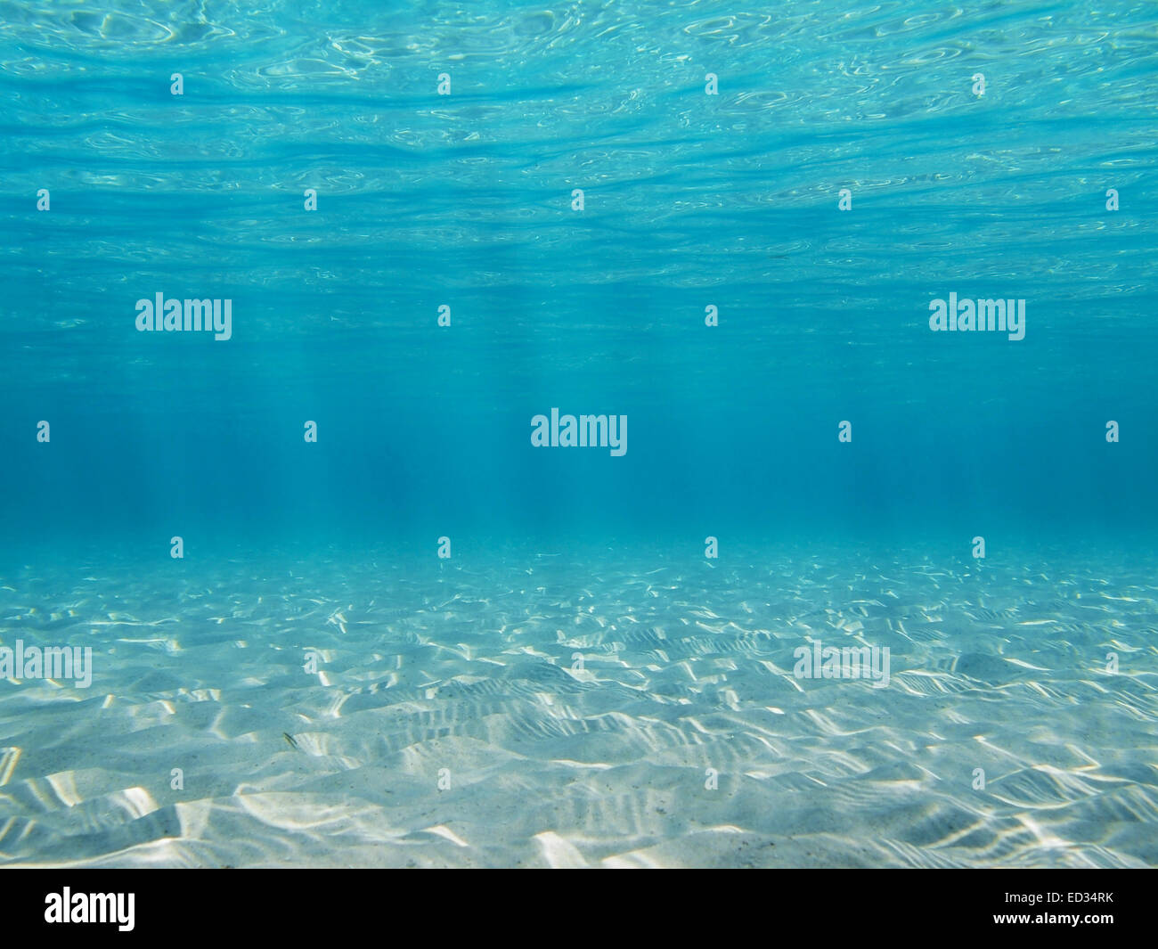 Underwater in the Caribbean sea on a shallow sandy seabed with sunlight ...