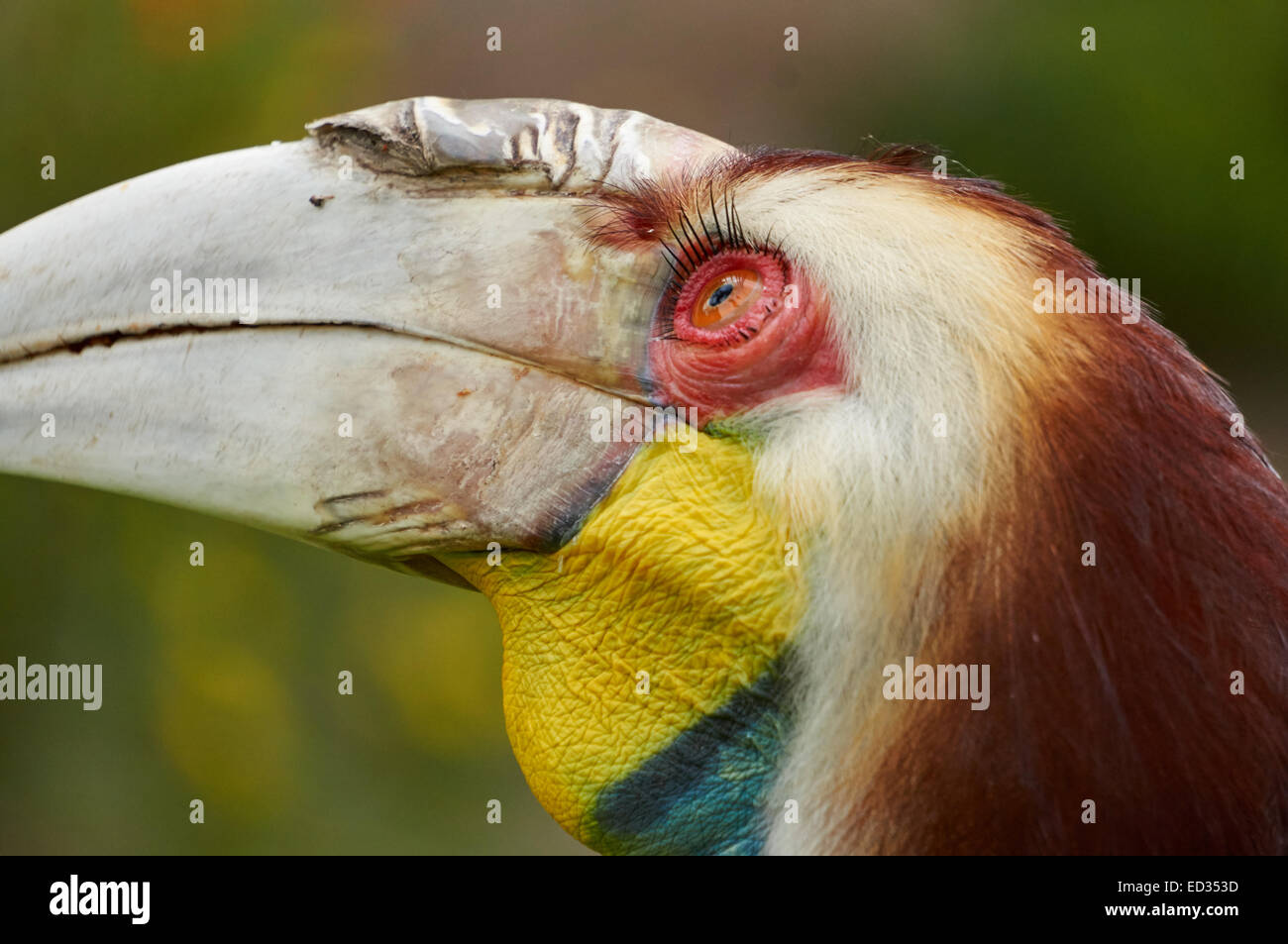 Animal think hi-res stock photography and images - Alamy