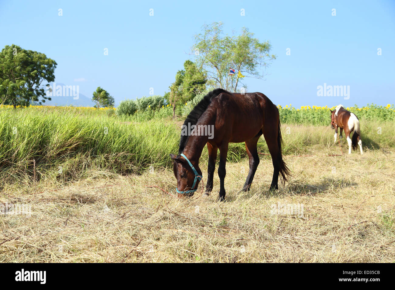 Horses grazing grass in the grass field Stock Photo - Alamy