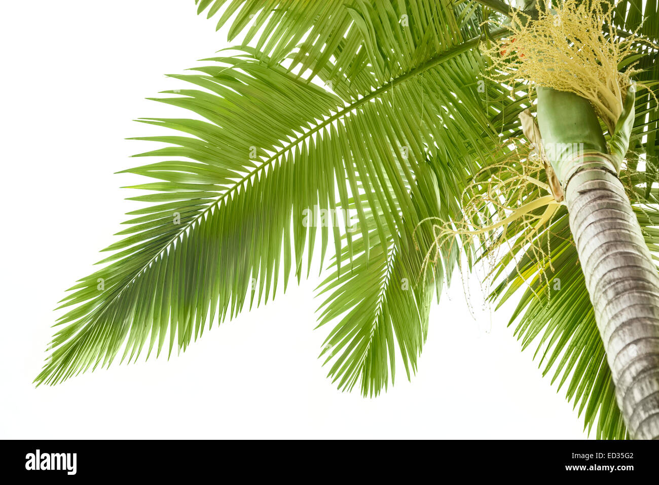 Plam tree on the white background Stock Photo - Alamy