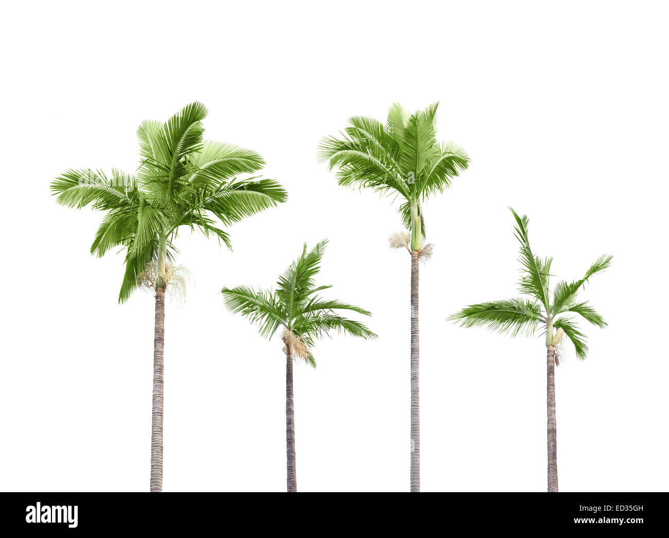 Plam trees hi-res stock photography and images - Alamy