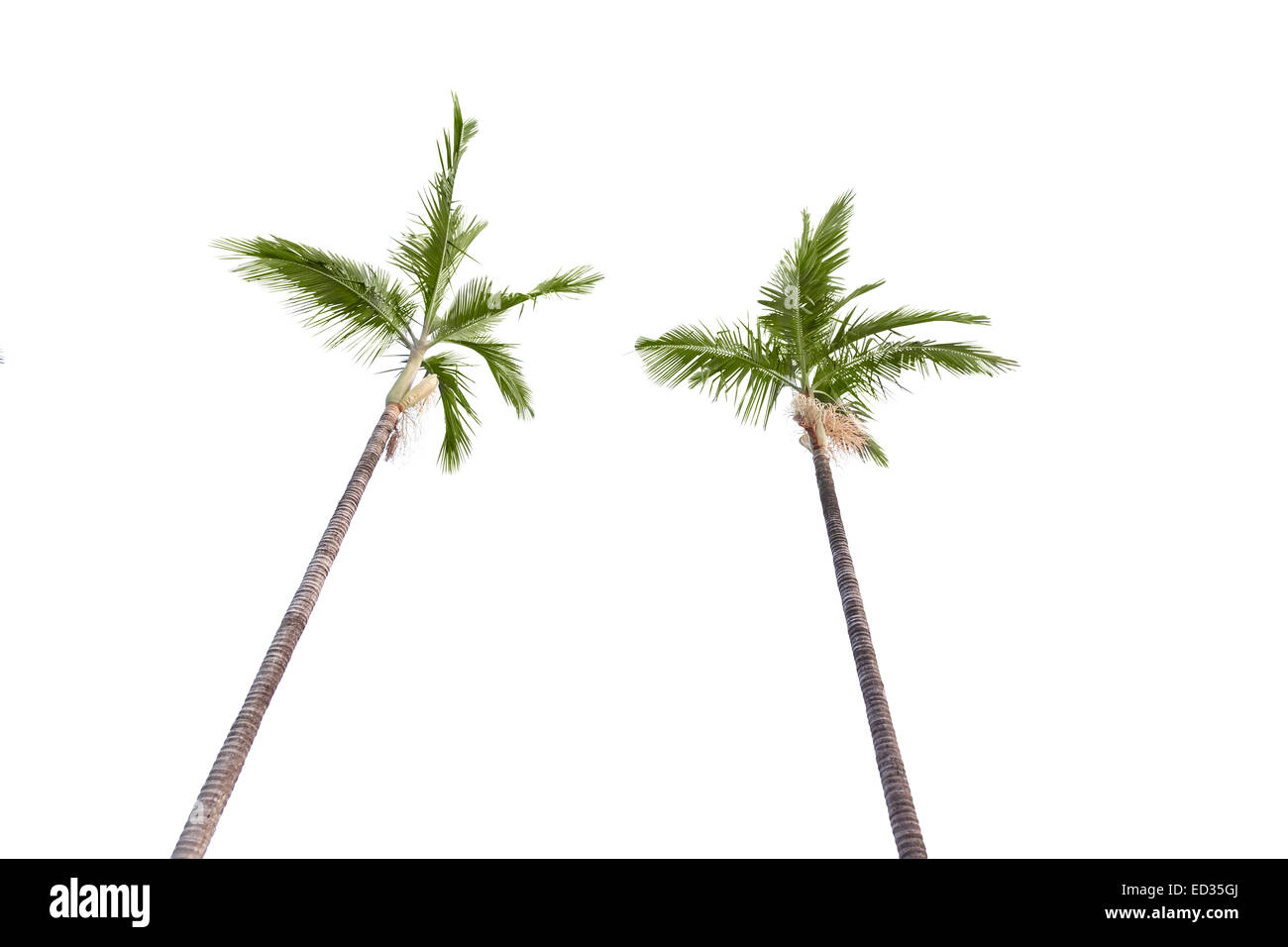 Two plam trees isolated on white background Stock Photo - Alamy