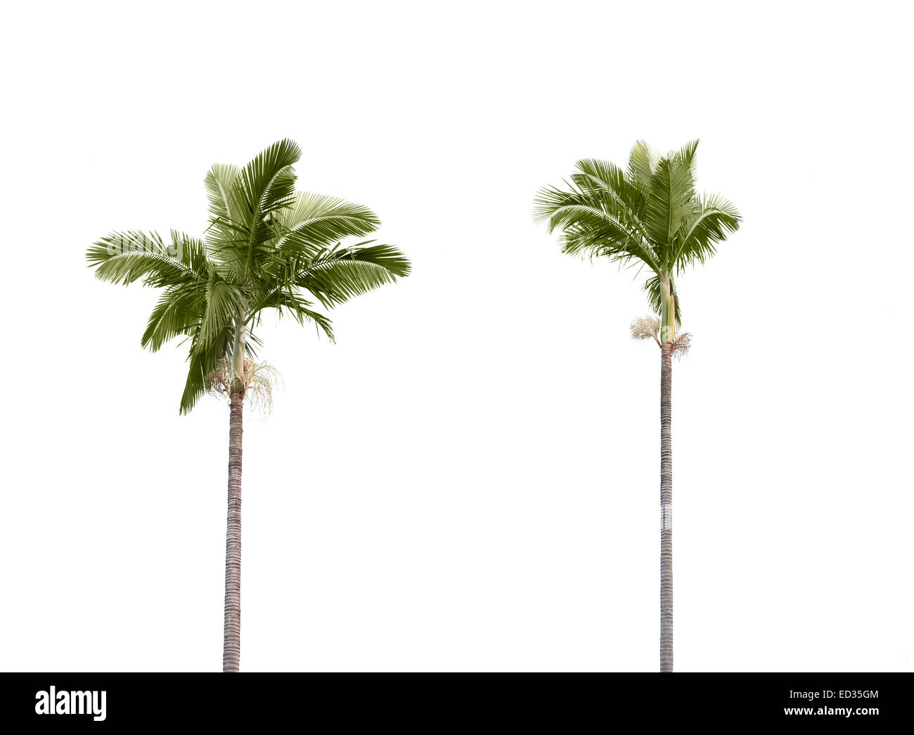 Two plam trees isolated on white background Stock Photo - Alamy