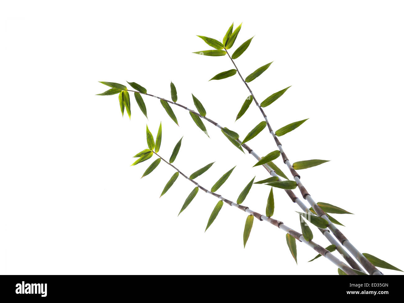 Bending branch of bamboo trees isolated on white background Stock Photo ...